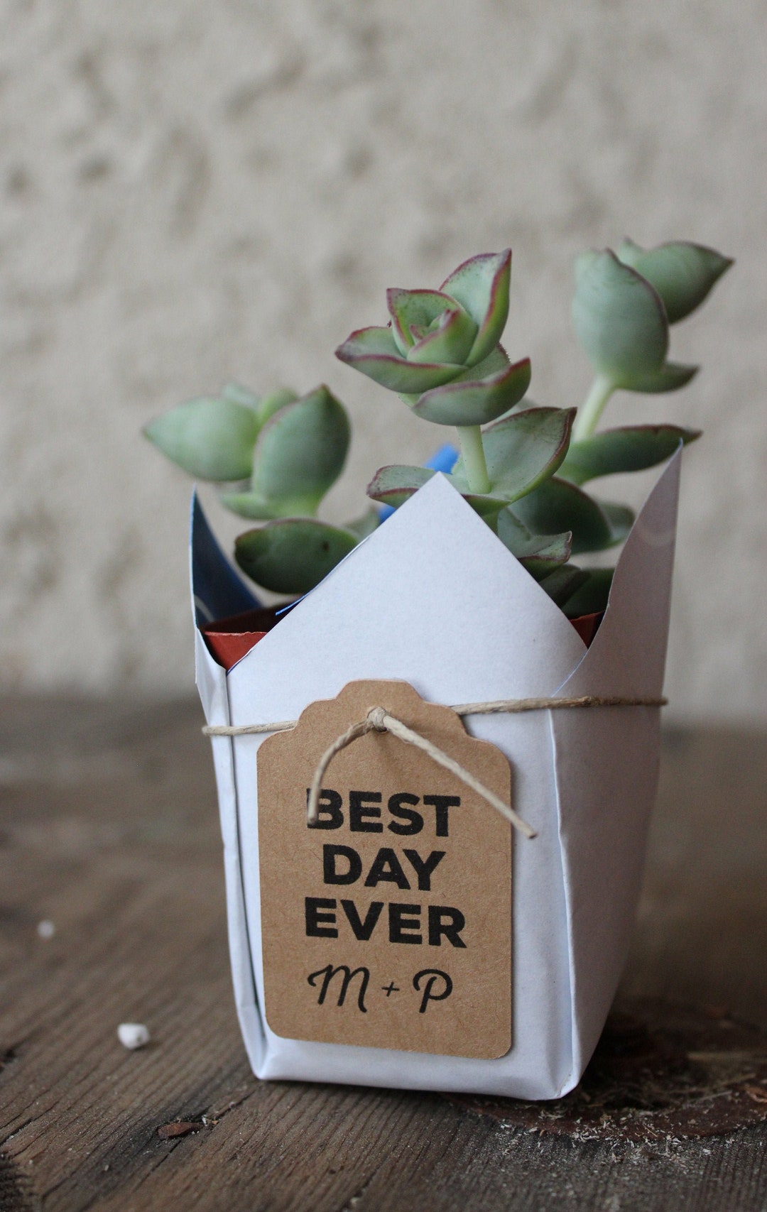 50 Succulent Gift Tags Kraft Brown White or off White Perfect Labels ...