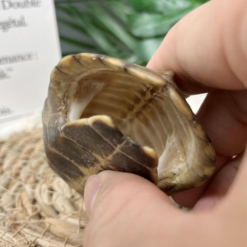 Cleaned Turtle Shell Natural History Display Specimen Ethically Sourced ...