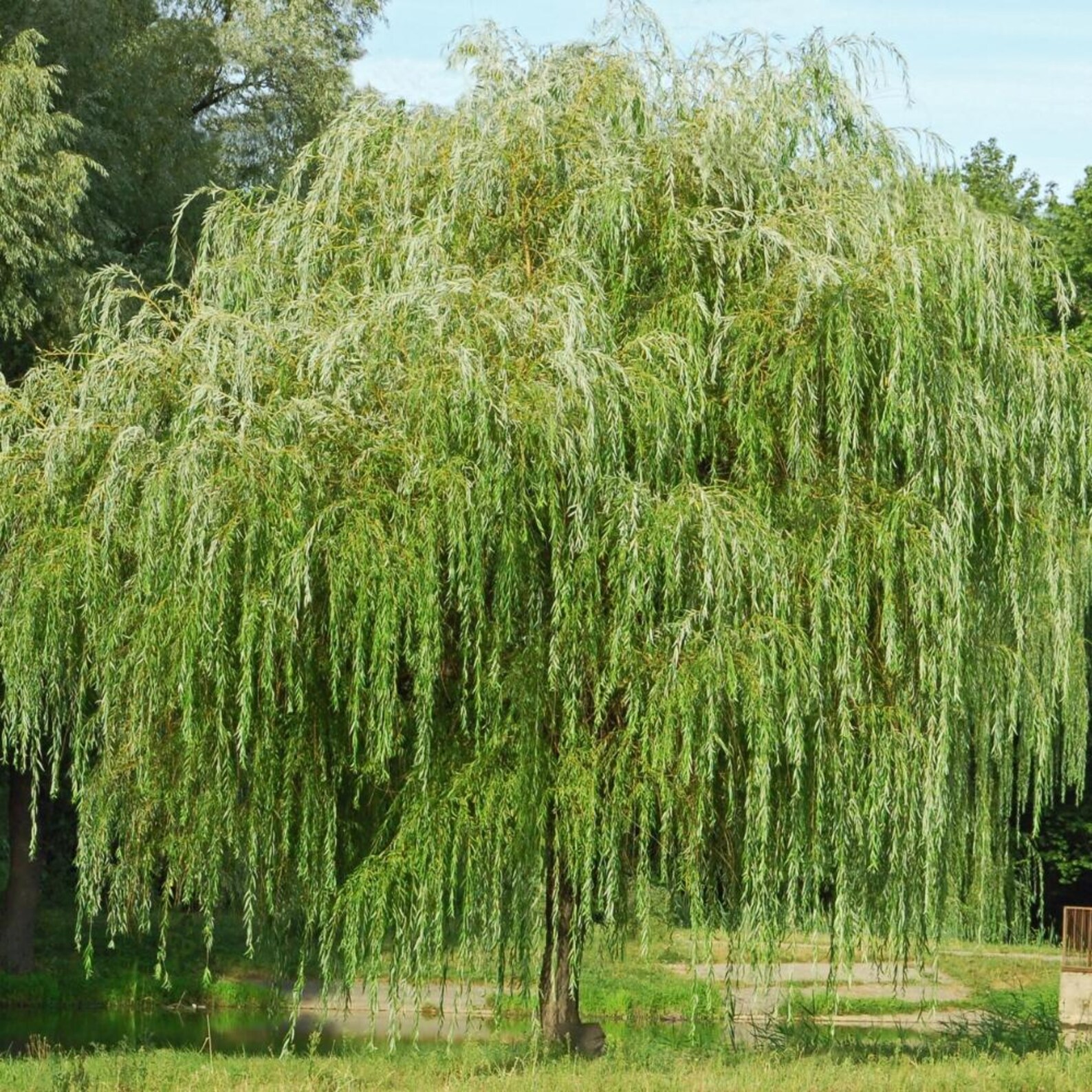 2 Weeping Willow Trees Bare Roots - 2–3 Ft Tall - Fast Growing Shade ...