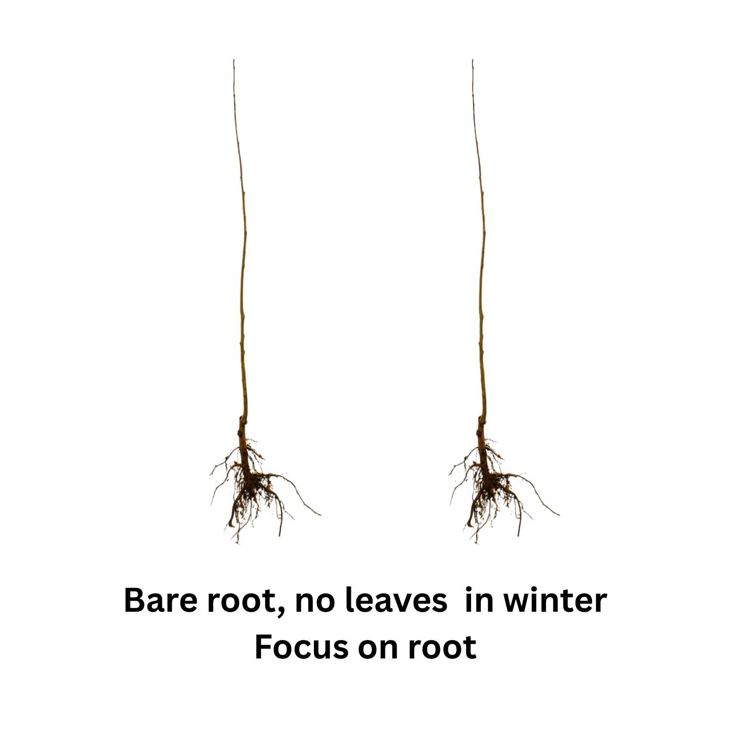 2 Weeping Willow Trees Bare Roots - 2–3 Ft Tall - Fast Growing Shade ...