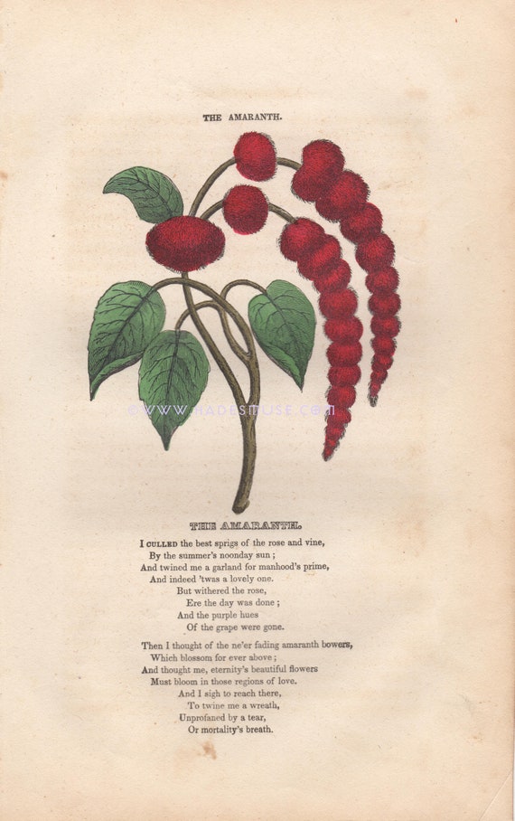 Breath-Amaranth-Grape-Vine-Blossom-Poem-Poetry-Fruit-1847 | Etsy