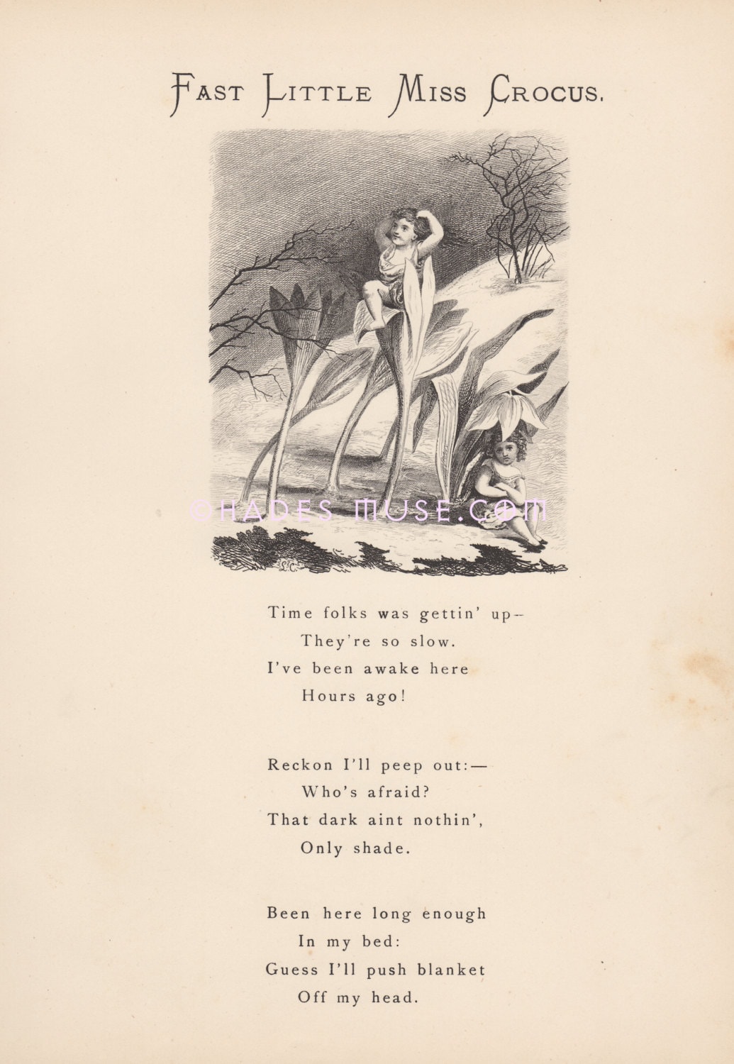 Fairy Freezes to Death-flower-blooming Crocus-victorian Poem-garden ...