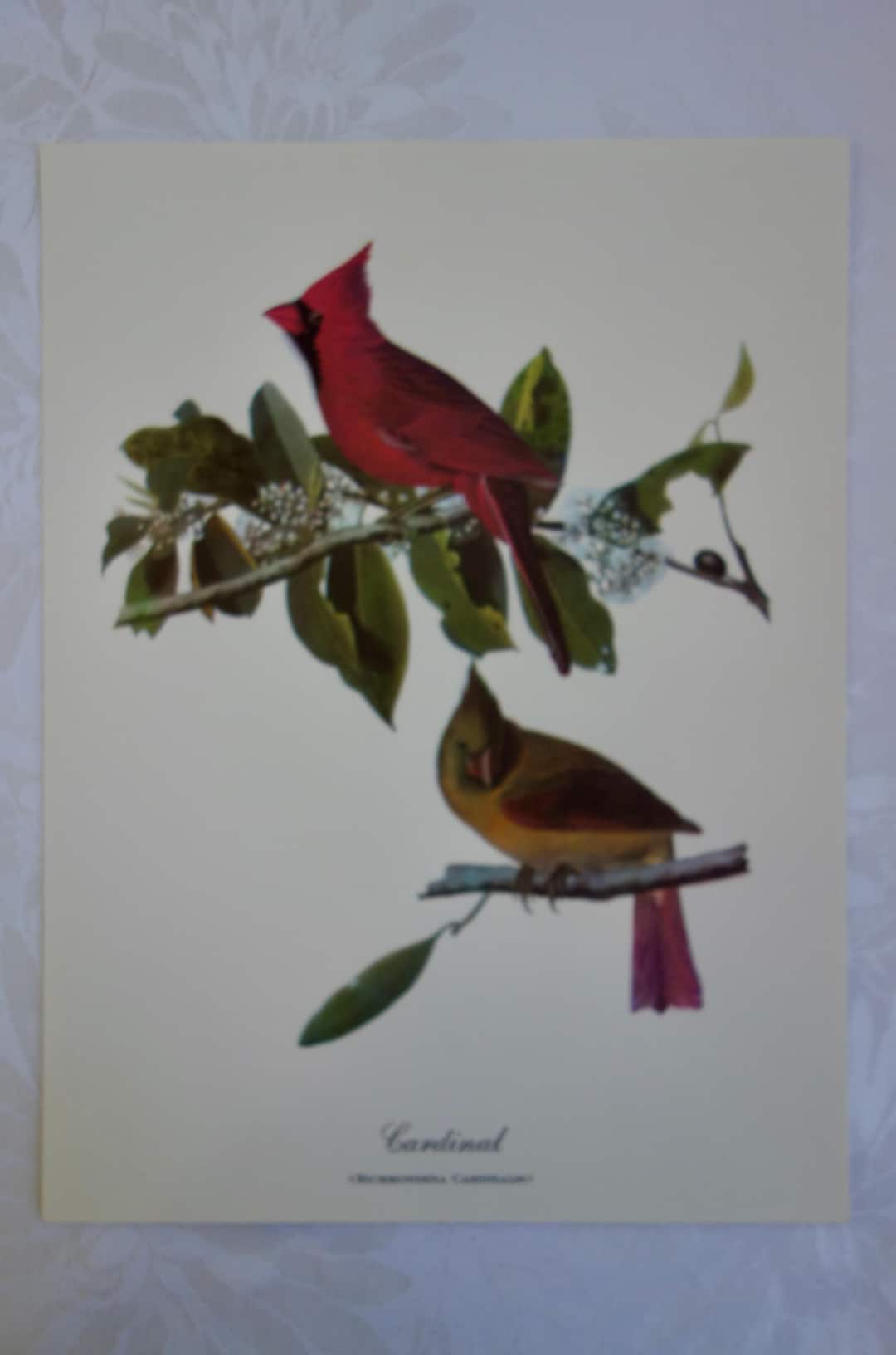 Vintage Audubon Bird Painting Full Color Litho Print for Framing ...