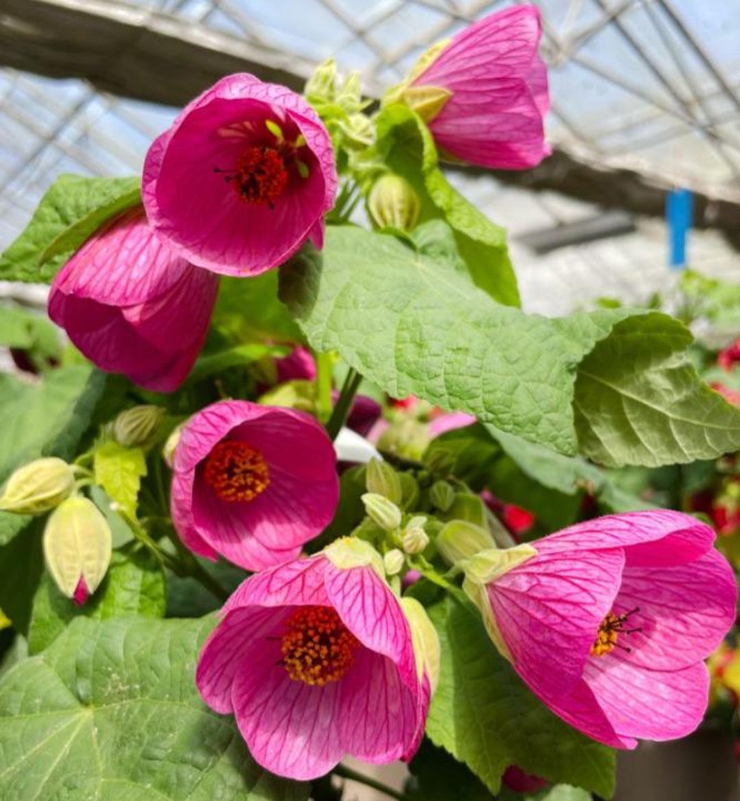 Abutilon Yellow Live Plant - 4-6" Tall - Ship No Pot - Bell Hibiscus ...