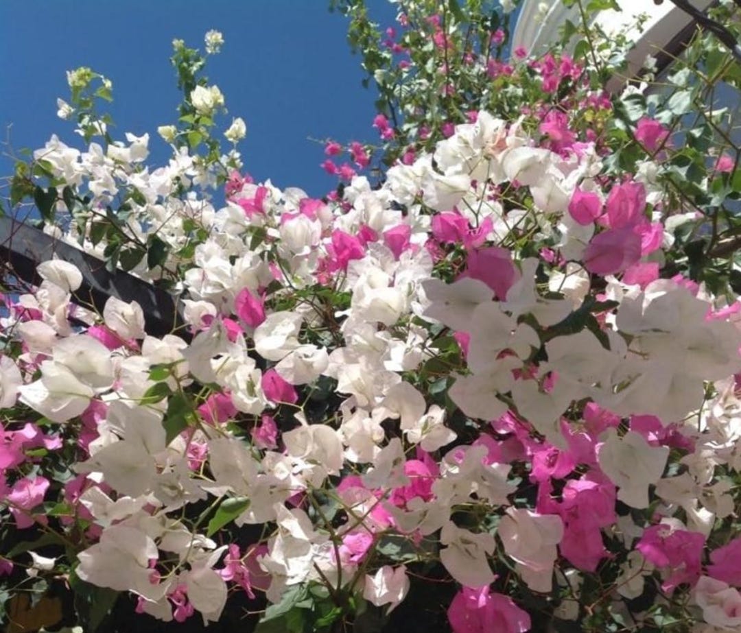Coconut Ice Bougainvillea Vine Plant - 3-6" Tall - Ship No Pot ...