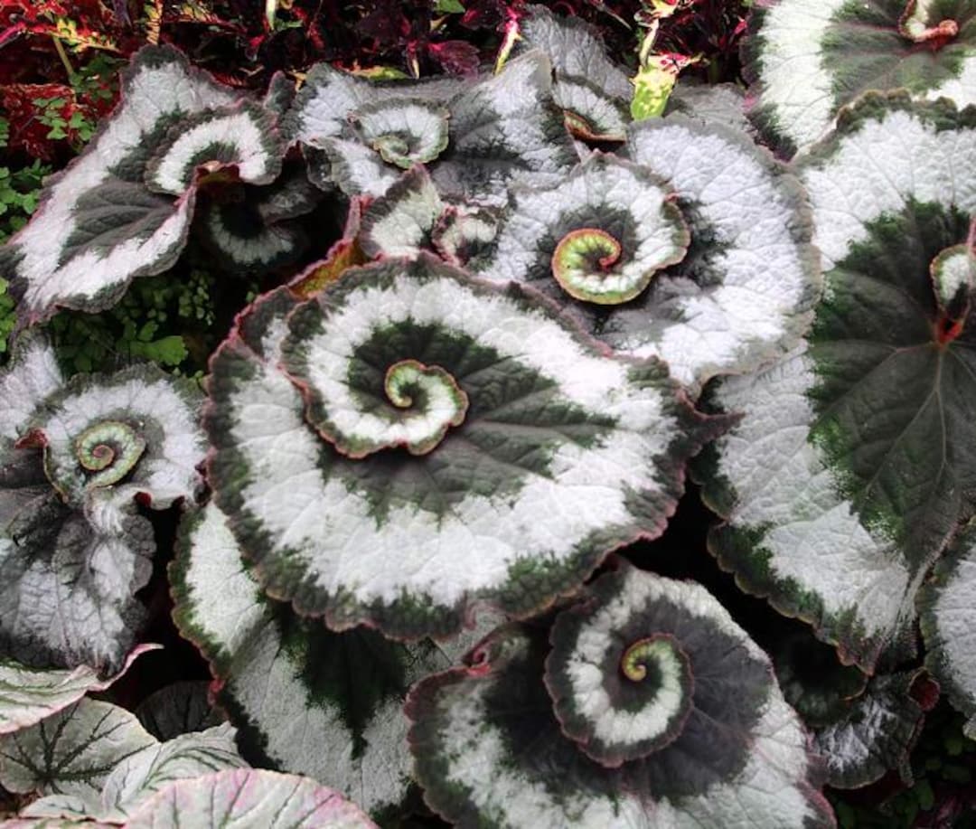 Escargot Begonia Live Plant - 4-8" Tall - Ship No Pot - Begonia Rex ...