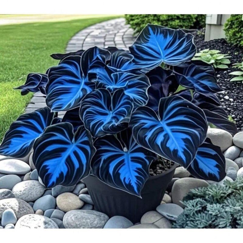 Blue and Black Hostas - Etsy