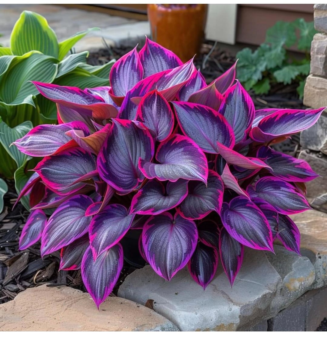 Purple Pink Mix Hosta Seeds – 200+ Perennial Outdoor Shade Garden ...