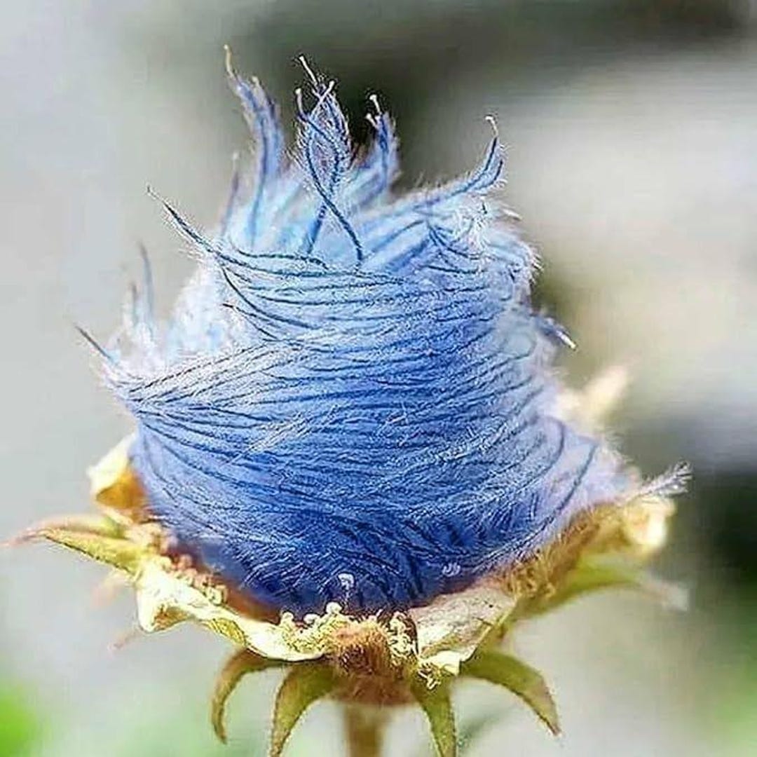 100+ Mix Rare Prairie Smoke Seeds for Planting - Geum Triflorum Sees ...