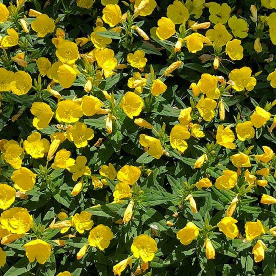 Evening Primrose Seeds – 5000 Annual Easy-grow Yellow Flowers - Etsy