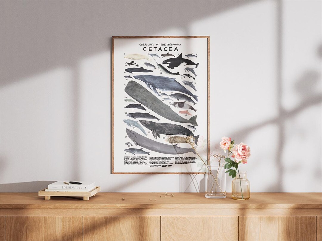 Cetacea Poster, Whale Species Chart, Marine Biology Wall Art ...