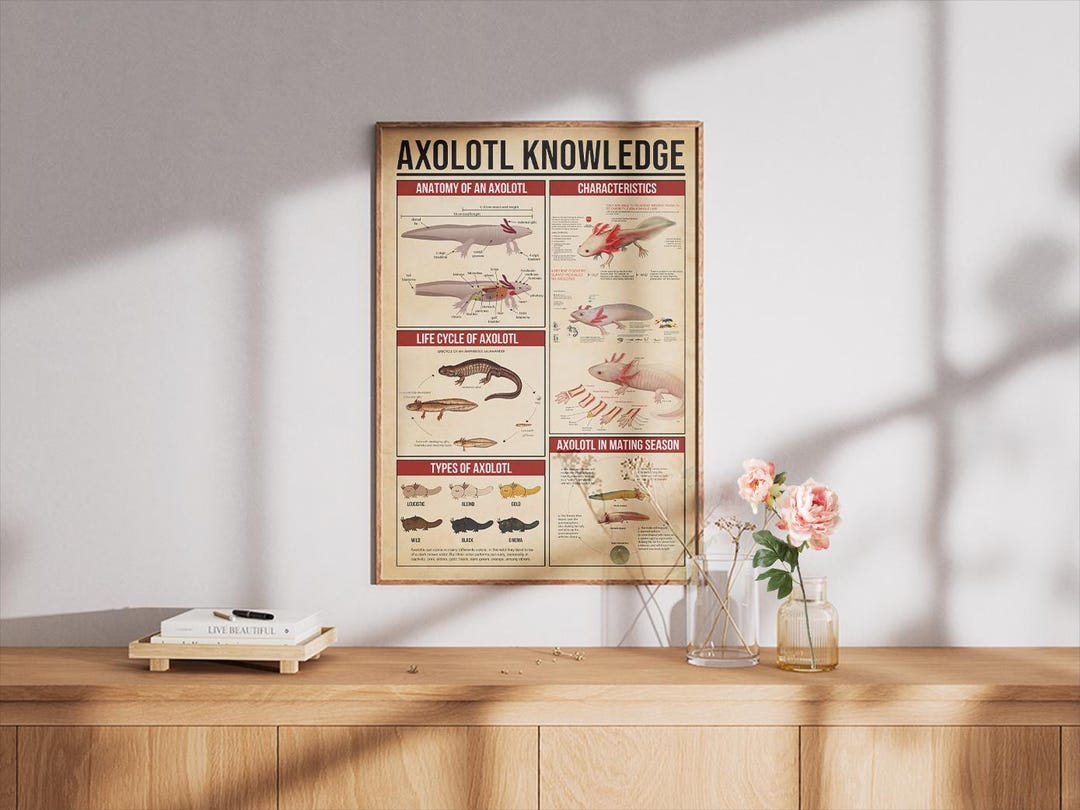 Axolotl Knowledge Poster | Axolotl Anatomy & Life Cycle Chart ...