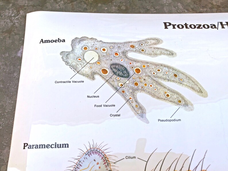 Vintage MICROBIOLOGY POSTER C.1977 Protozoa/hydra Anatomy Microbiology ...