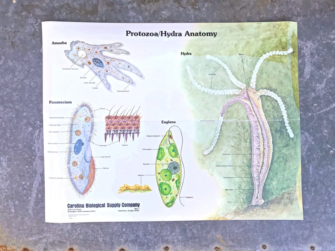 Vintage MICROBIOLOGY POSTER C.1977 Protozoa/hydra Anatomy Microbiology ...