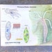 Vintage MICROBIOLOGY POSTER C.1977 Protozoa/hydra Anatomy Microbiology ...
