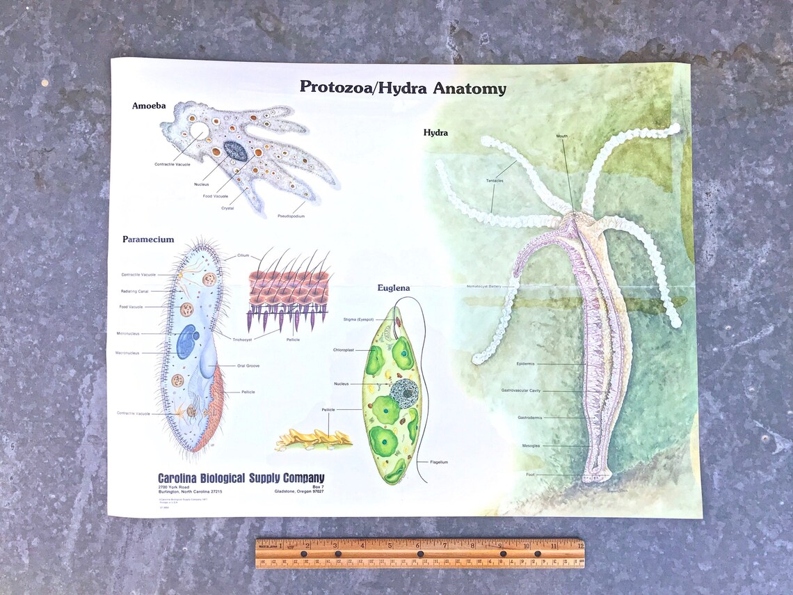 Vintage MICROBIOLOGY POSTER C.1977 Protozoa/hydra Anatomy Microbiology ...