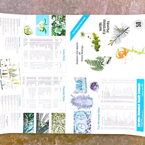 Vintage BOTANICAL POSTER C.1977 Life Cycles of Plants - Etsy