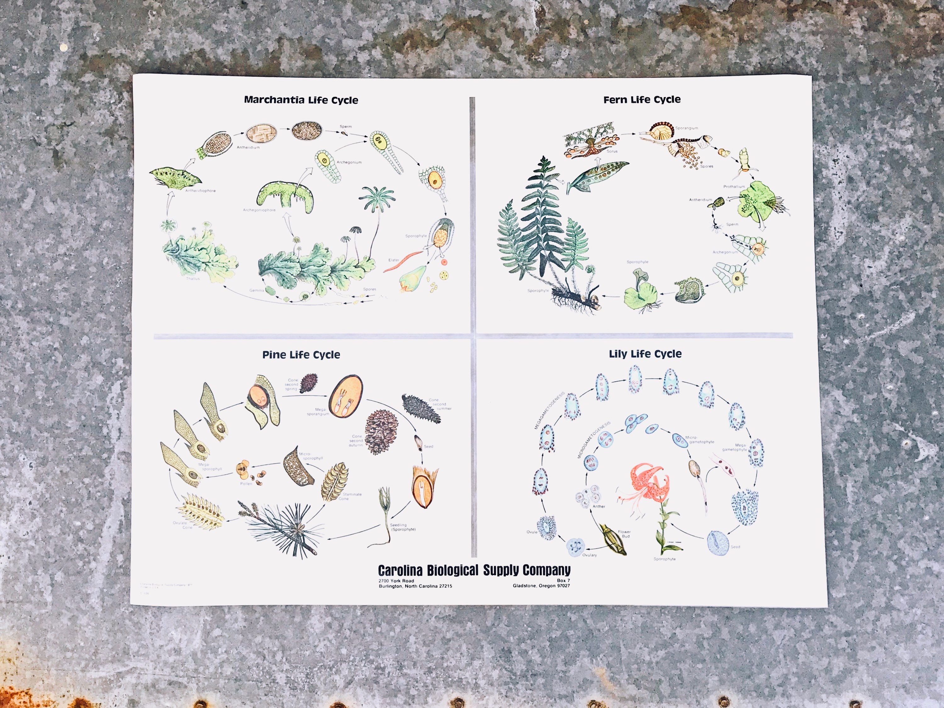 Vintage BOTANICAL POSTER C.1977 Life Cycles of Plants - Etsy