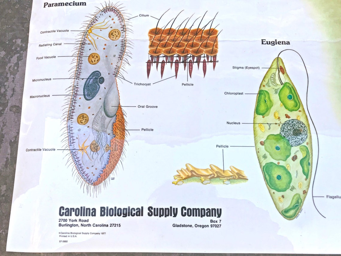 Vintage MICROBIOLOGY POSTER C.1977 Protozoa/hydra Anatomy Microbiology ...