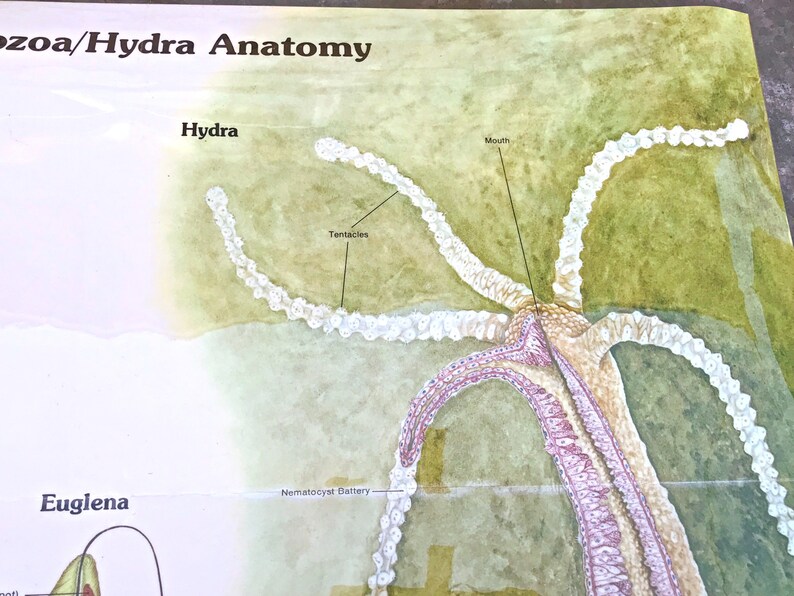 Vintage MICROBIOLOGY POSTER C.1977 Protozoa/hydra Anatomy Microbiology ...