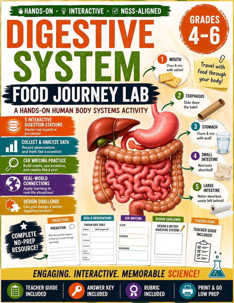 Digestive System Food Journey Lab | Human Body Systems Activity | 4th ...