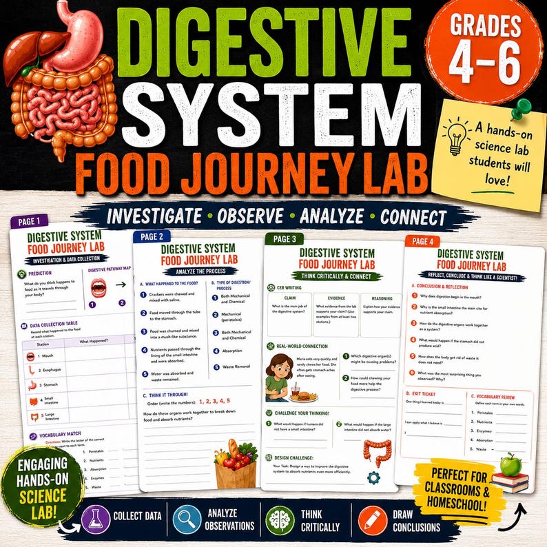 Digestive System Food Journey Lab | Human Body Systems Activity | 4th ...