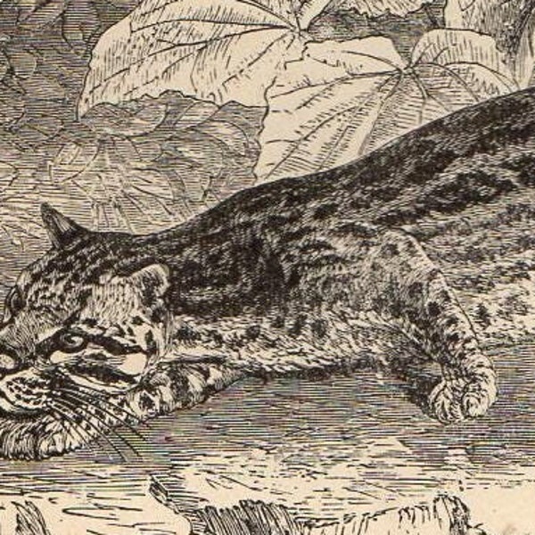 VintageInclination - Etsy Australia