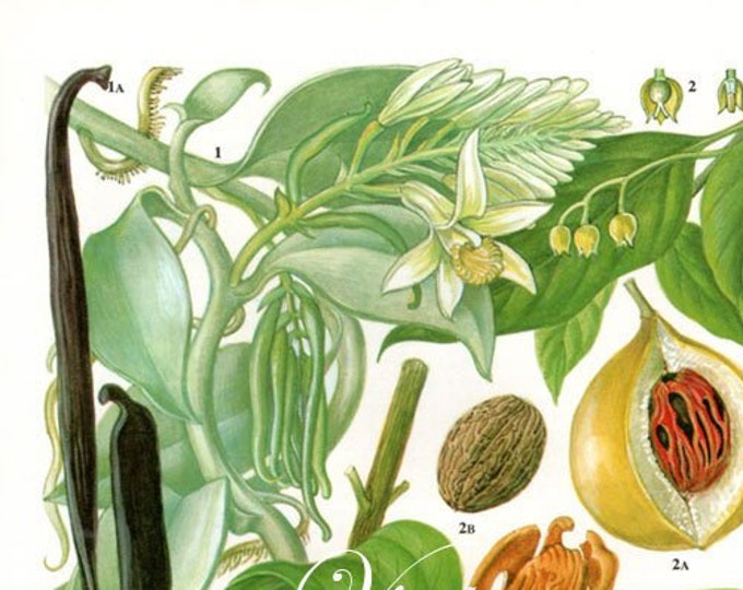 Vanilla Nutmeg Cinnamon Cardamom Mace Spices Plant Flowers - Etsy