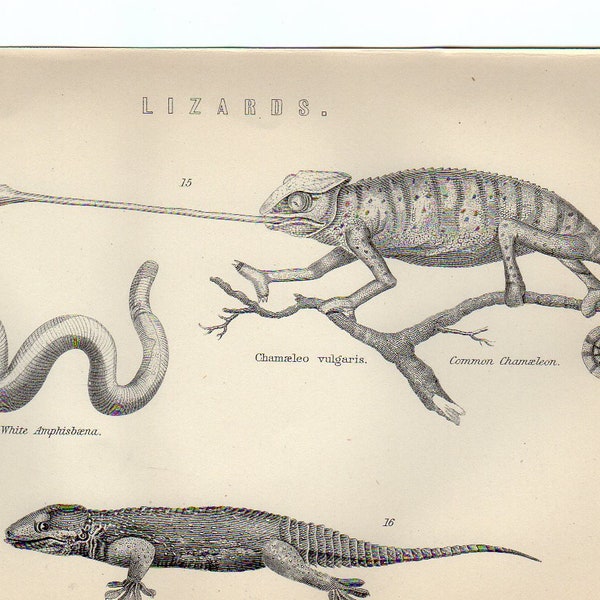 Gecko Wall Art - Etsy Australia