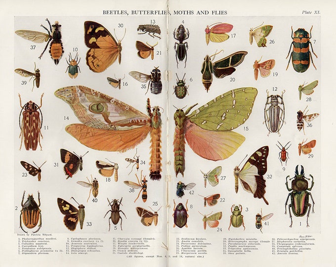 LARGE Vintage 1922 Insect Print Insects Flying Beetles - Etsy