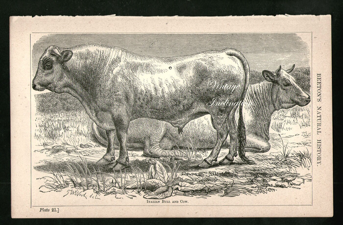 Antique Print ITALIAN BULL and COW Chart 1871 Beautiful Wall - Etsy