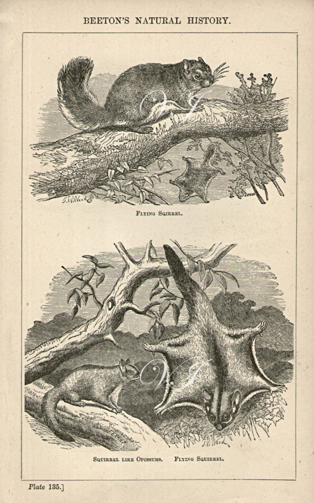 1871 Antique SQUIRRELS Animal Engraving Encyclopedia Print Bookplate ...