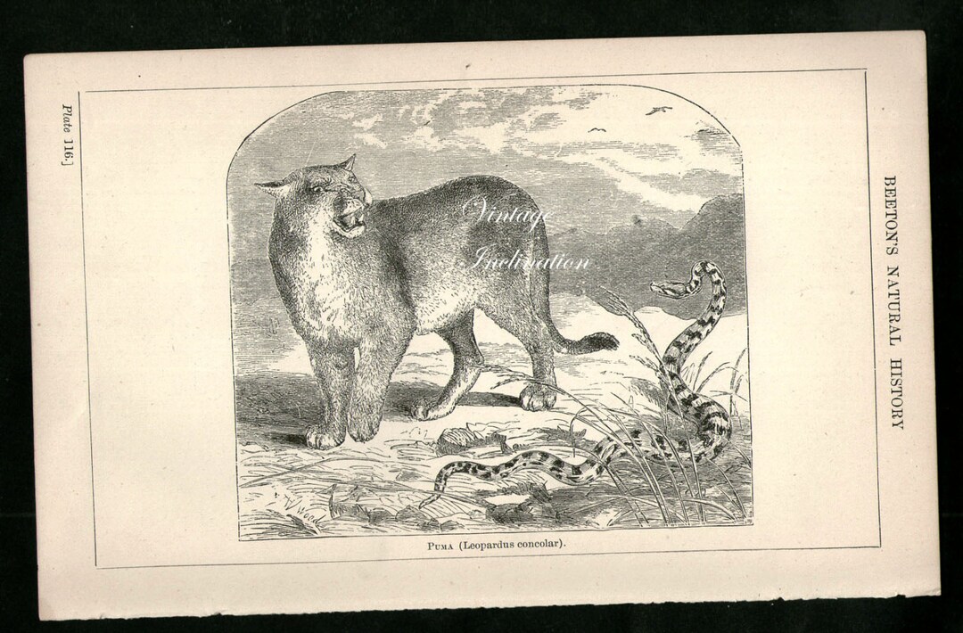 Antique Print 1871, PUMA Chart 1871 Beautiful Wall Art Vintage B/w ...