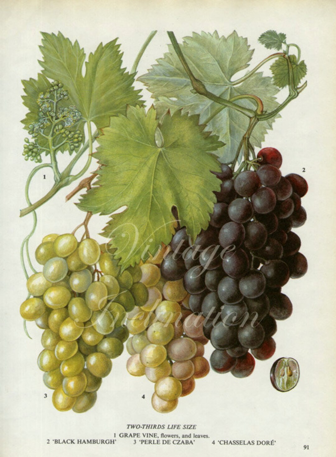 Vintage Botanical Print Antique GRAPES, Plant Print Botanical Print ...