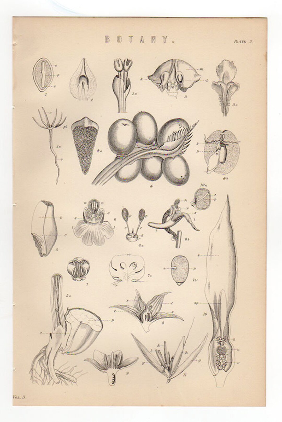 1890 Antique Botanical Print, BOTANY Plant Biology Science Illustration ...