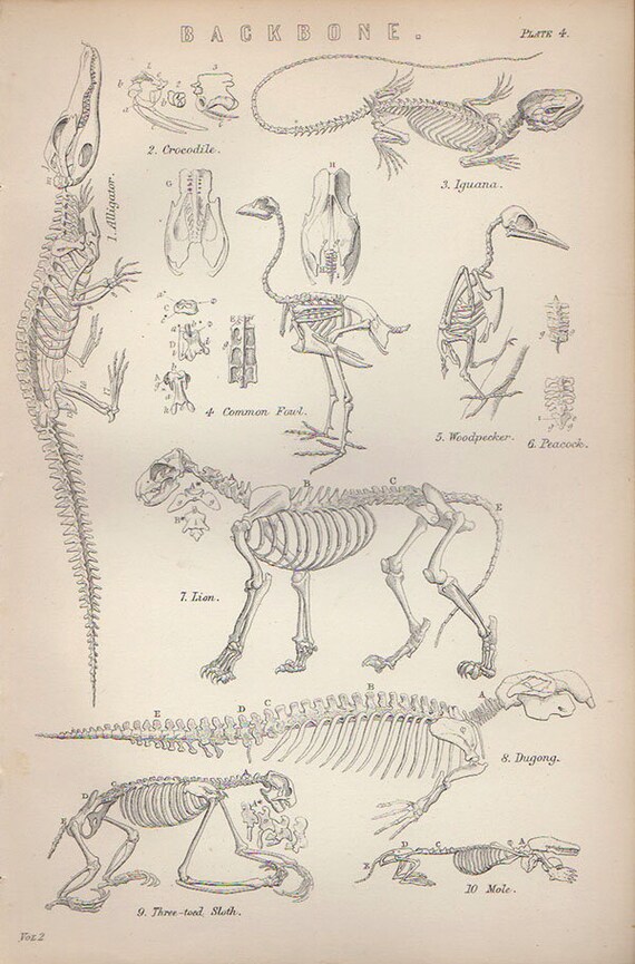 BACKBONES Skeletons Antique Print. Bird Animal Reptile Anatomy | Etsy