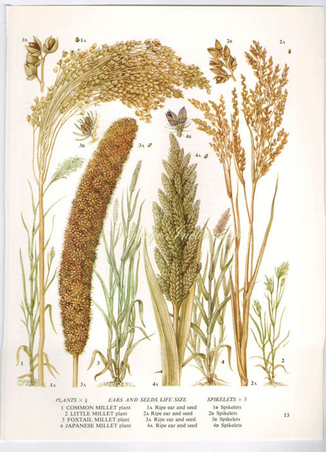 Botanical Millet Grain Print Edible Plants Kitchen Vintage Decor Wall ...