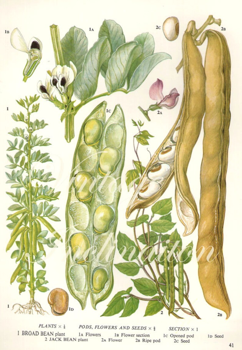 Vintage Botanical Print Antique BEANS 41, Plant Print Botanical Print ...
