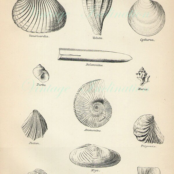 Shell Illustration - Etsy