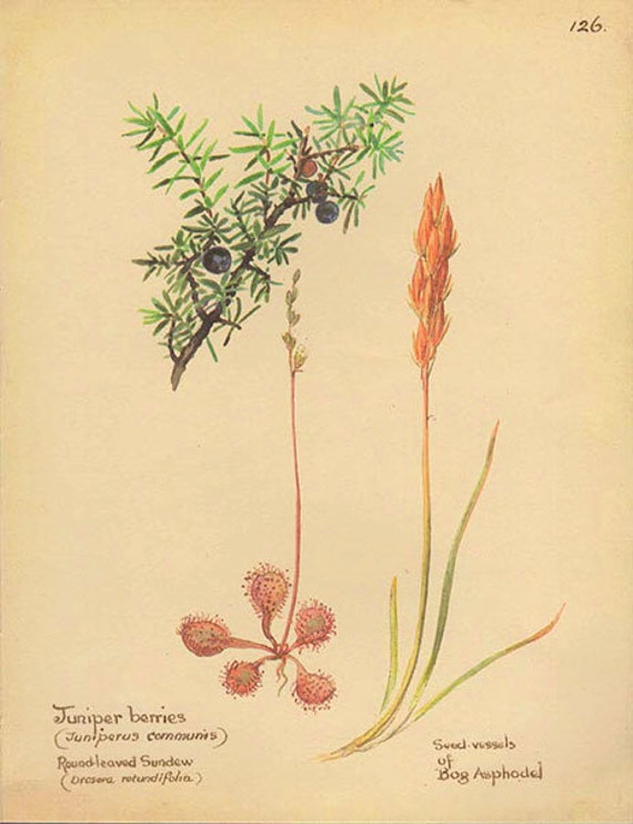 Vintage Edwardian Juniper Berries Herbs 126 Botanical Print | Etsy