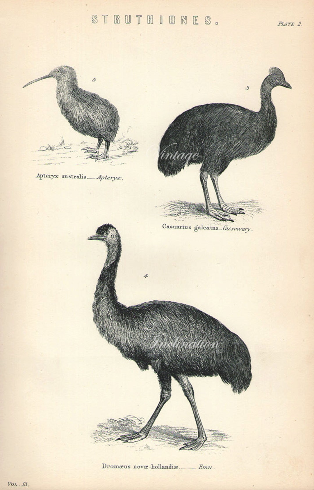 Antique Print, EMU Chart 1895 Beautiful Wall Art Vintage B/w Engraving ...