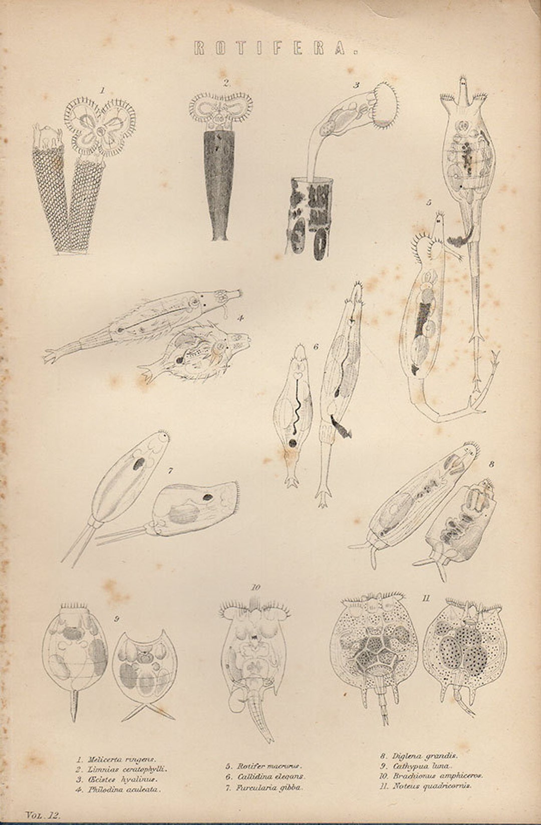 Antique Print, MICROSCOPIC ANIMALS 1890 Wall Art Vintage Lithograph ...