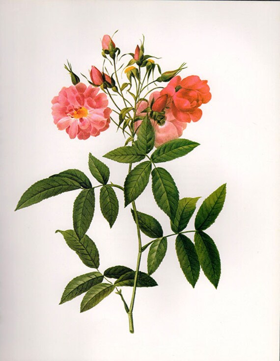 Clustered Marsh Rose Art Print Vintage Antique Wall Art Pink | Etsy