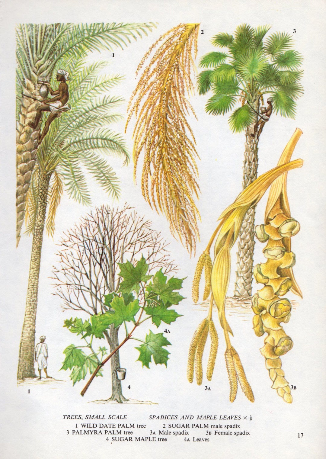 Vintage Botanical Print Antique DATE PALM, Plant Print Botanical Print ...