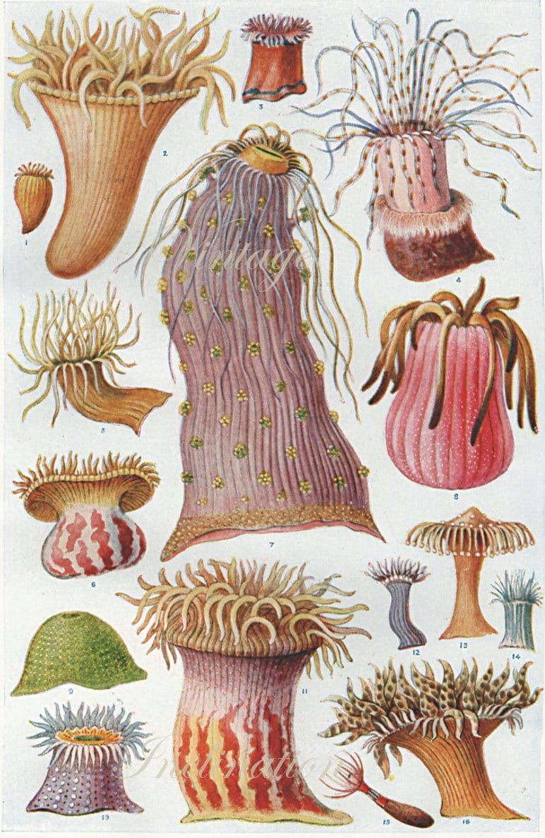 Vintage Sea Anemone Ocean Print 1920 1555 Antique Lithograph - Etsy