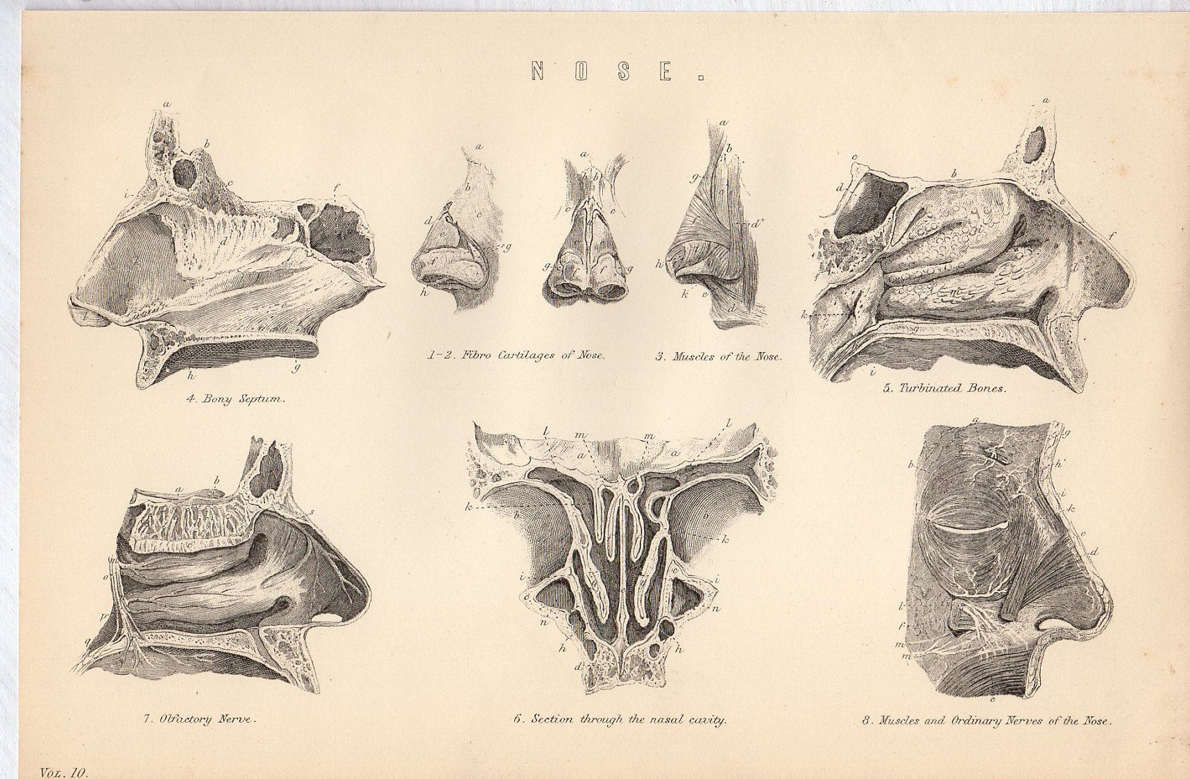 Human Nose Bone Anatomy