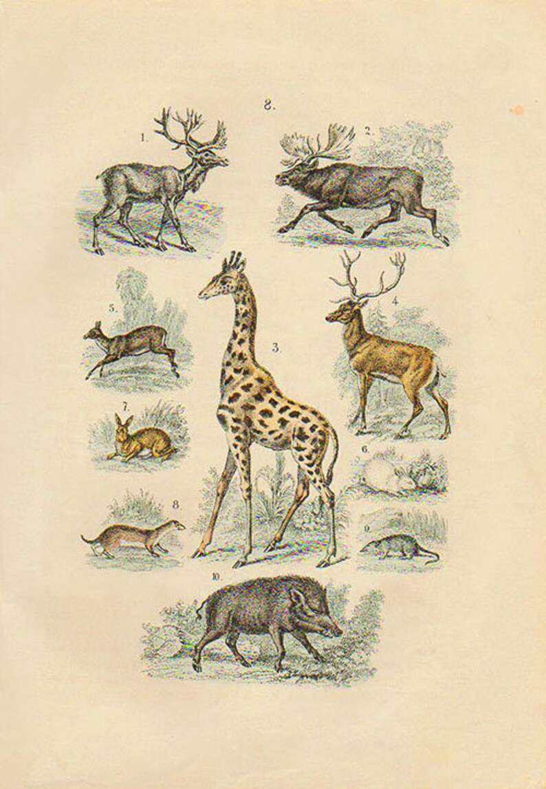 Rare 1869 WILD ANIMALS Engraving Print 150 Year Old Color Natural ...