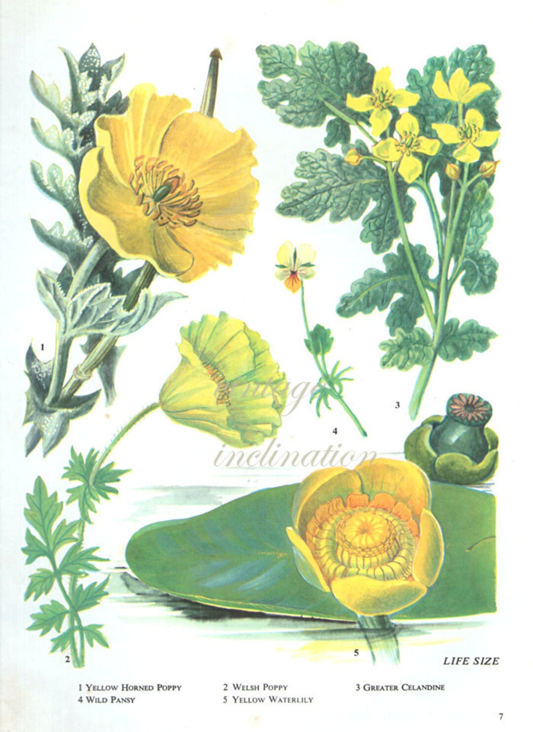 FLOWERS YELLOW POPPY Pansy Vintage Botanical Print Antique, Plant Print ...