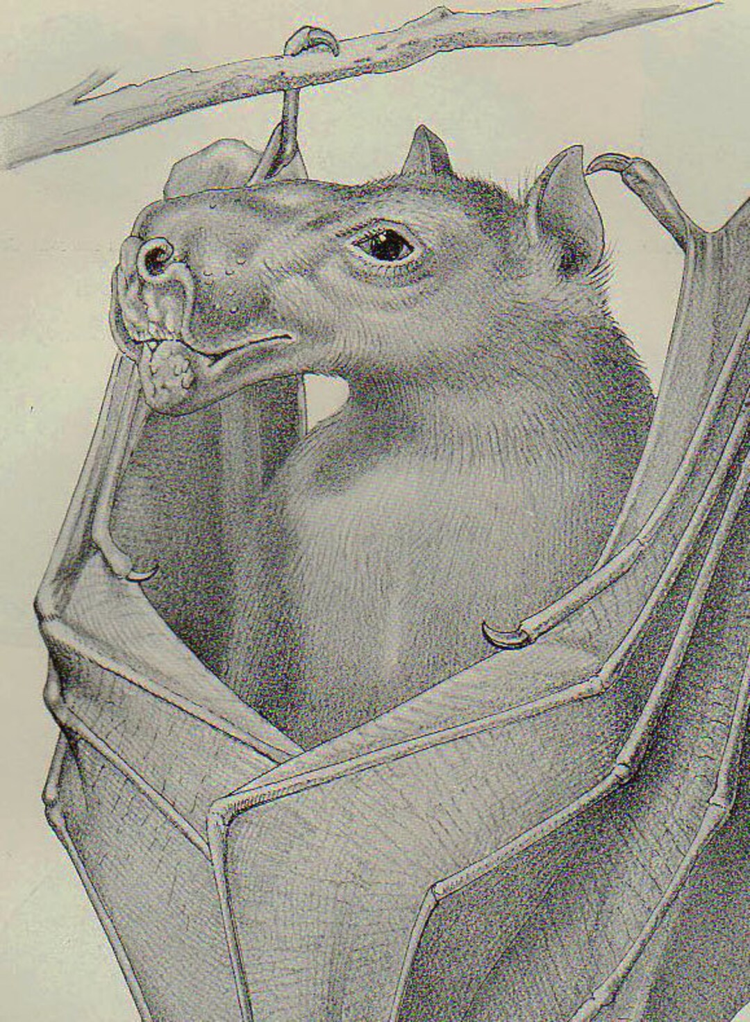 Antique Print, BAT Chart 1900 Vampire Bat, Beautiful Bats Wall Art ...