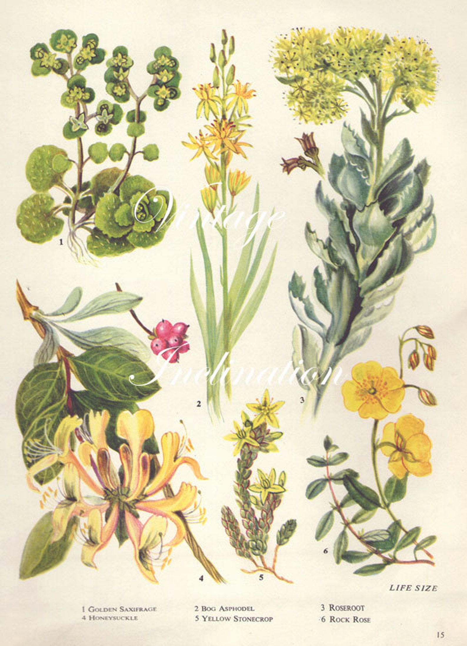 Vintage Botanical Print Antique FLOWERS, Plant Print Botanical Print ...